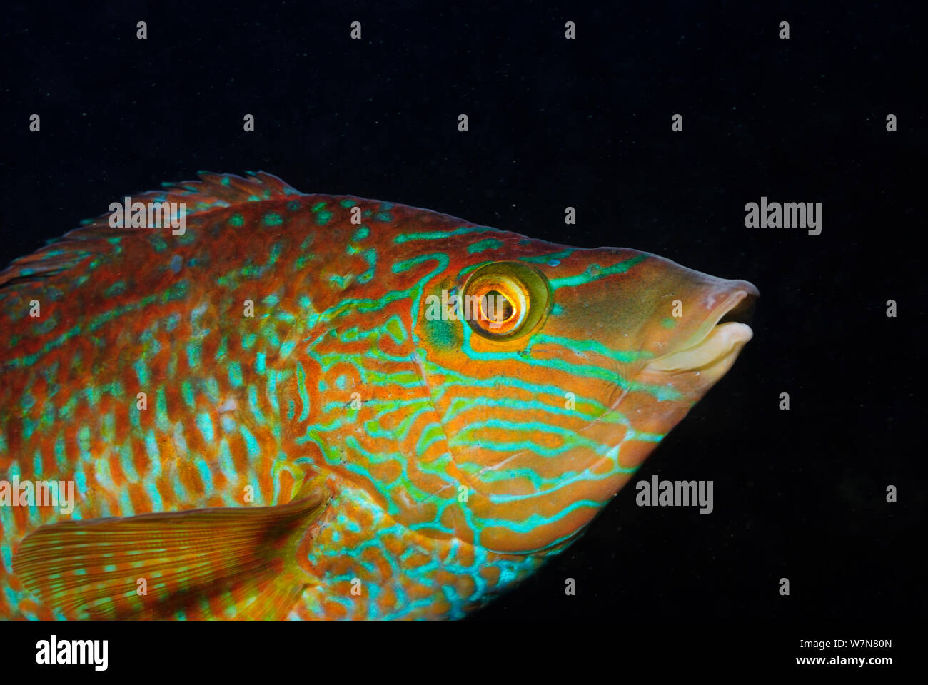Corkwing wrasse uk hi-res stock photography and images - Alamy
