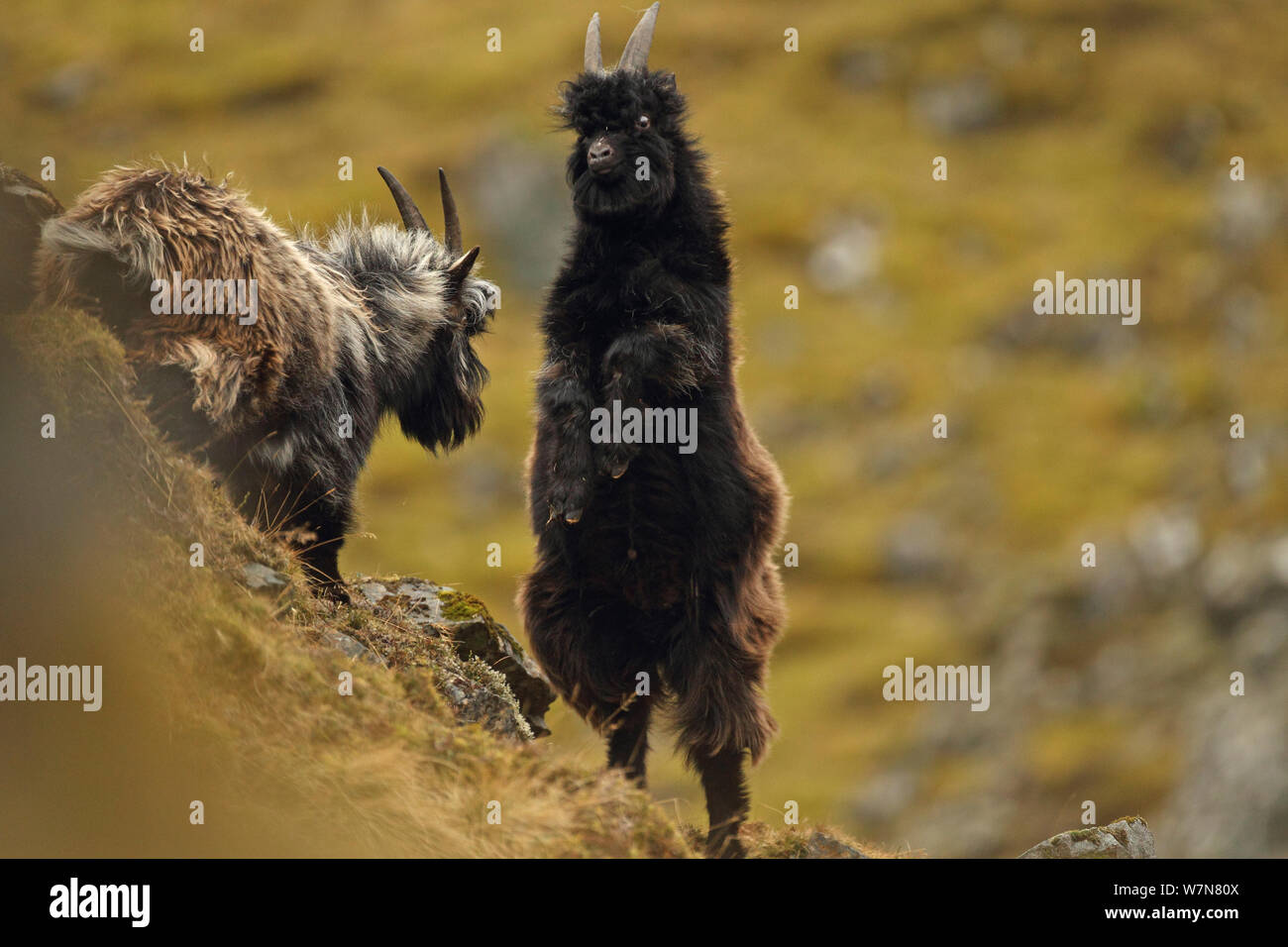 Two Feral goats (Capra aegagrus hircus) fighting, Highlands, Scotland ...