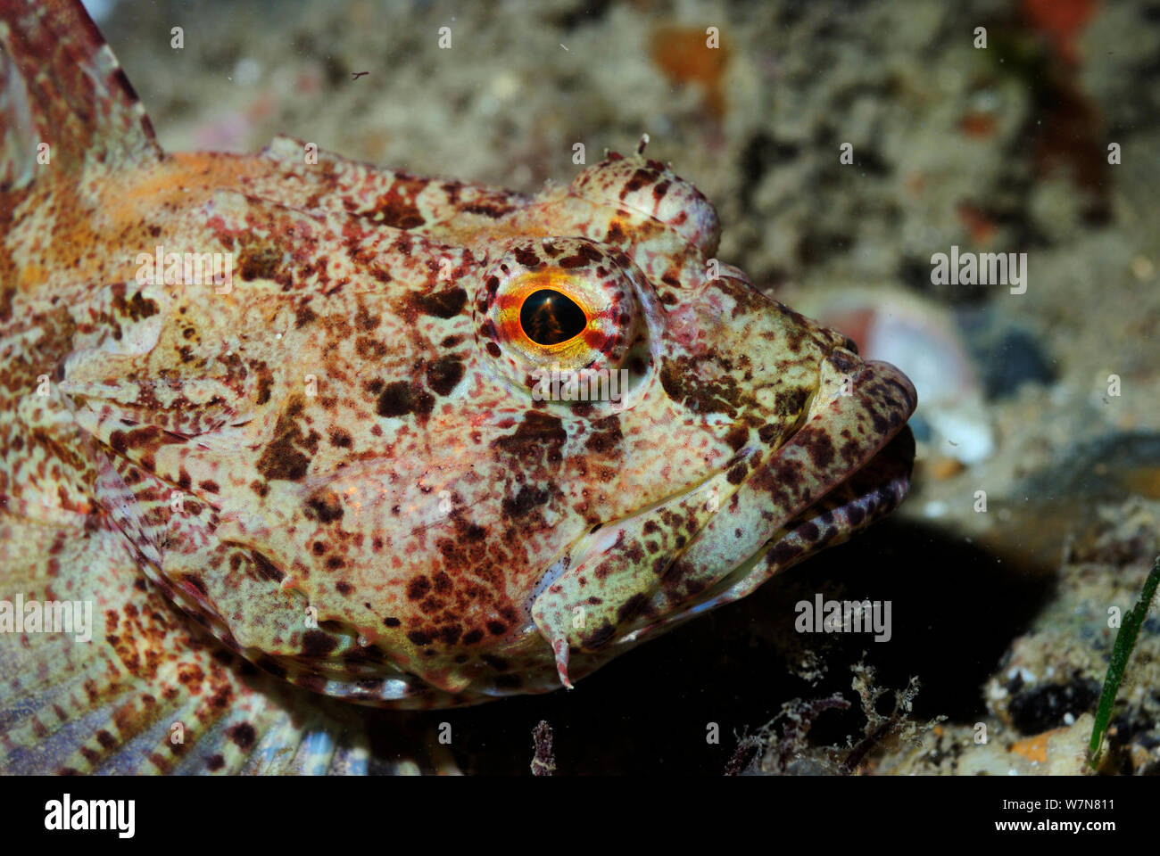 Long spined scorpion fish hi-res stock photography and images - Alamy