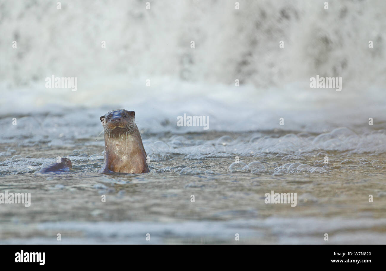 Baby River Otter Swimming