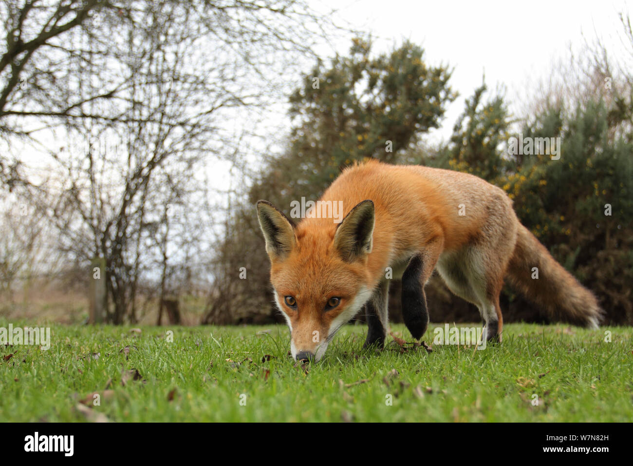 Red fox (Vulpes vulpes) vixen, Hertfordshire, England, UK, January ...