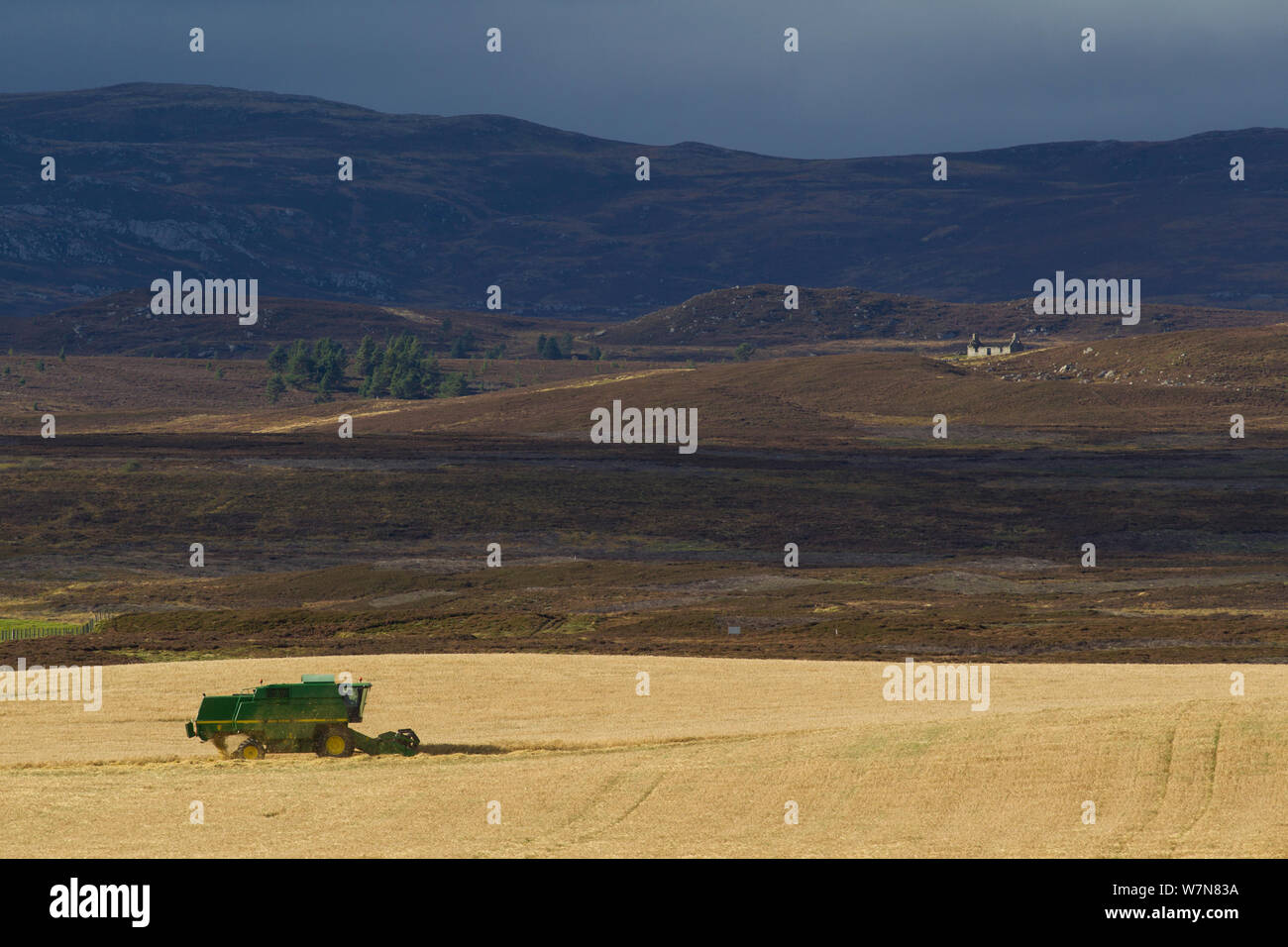 Harvesting barley crop in late summer, Scotland, UK Stock Photo - Alamy