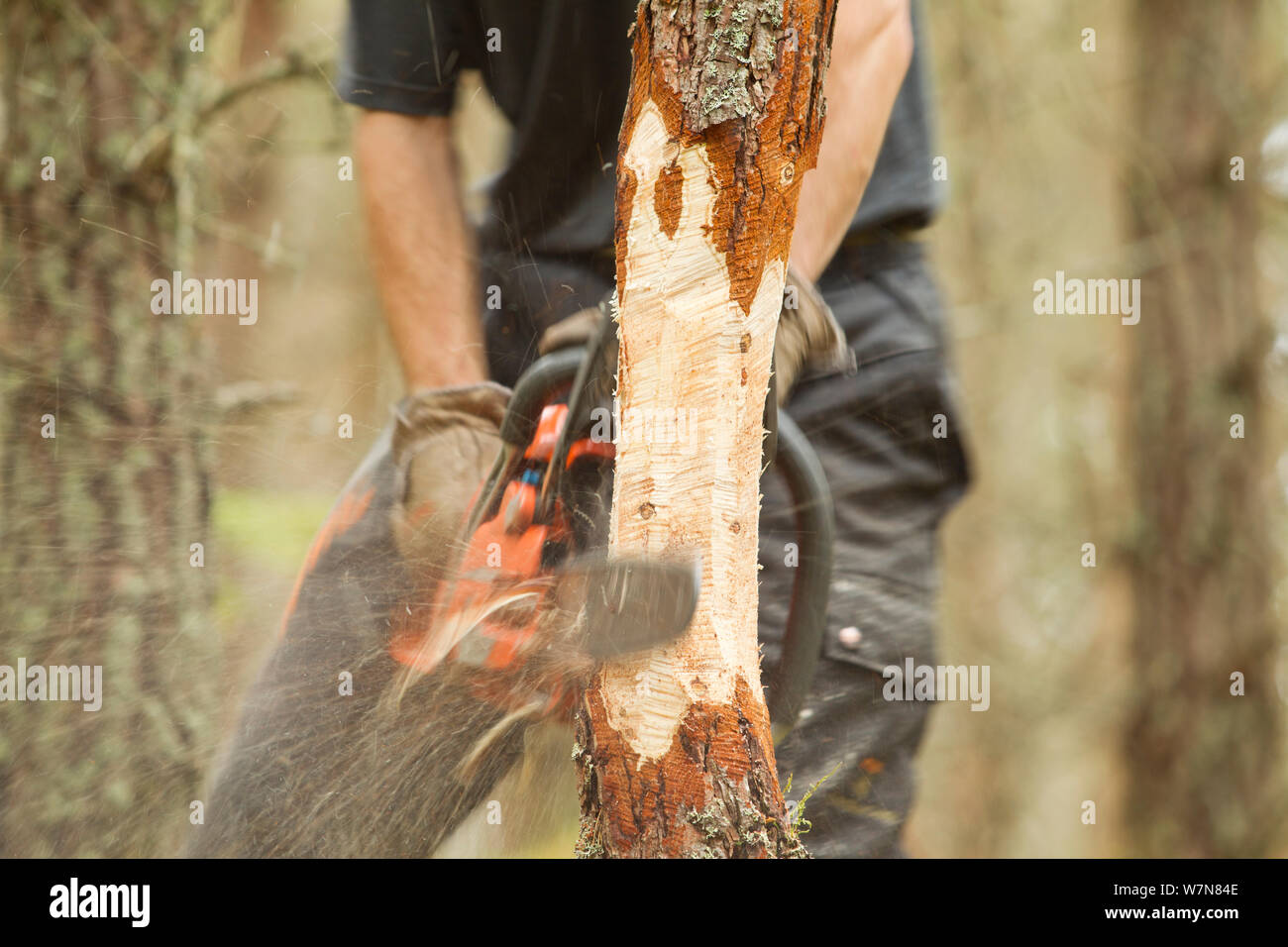 Ring barking hi-res stock photography and images - Alamy