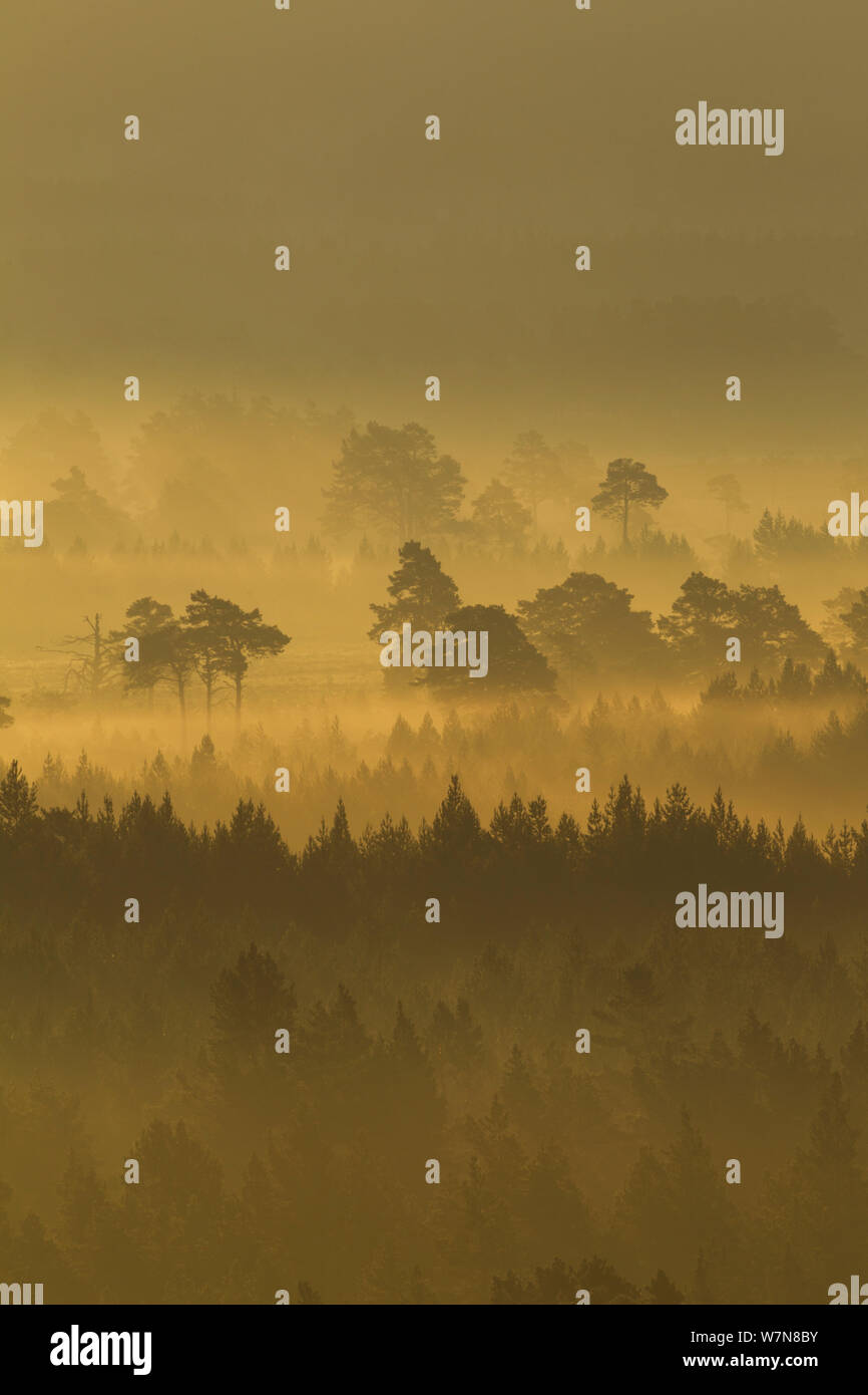 Pine forest on misty autumn morning, Rothiemurchus Forest, Cairngorms ...