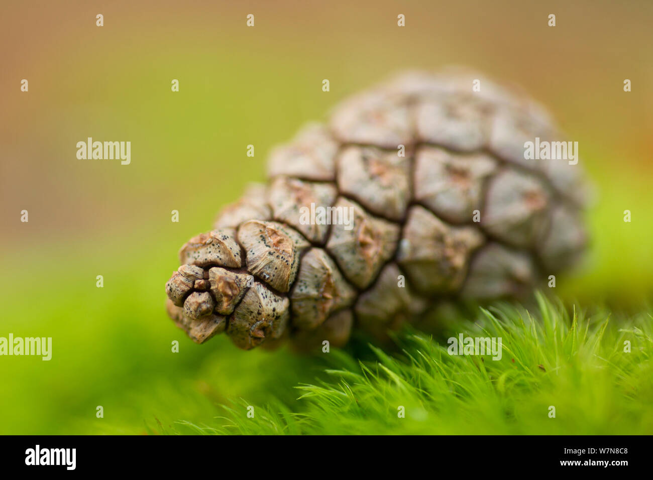 Pinewood forests hi-res stock photography and images - Alamy
