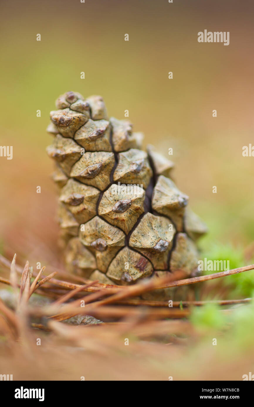 Scots pine cone hi-res stock photography and images - Alamy