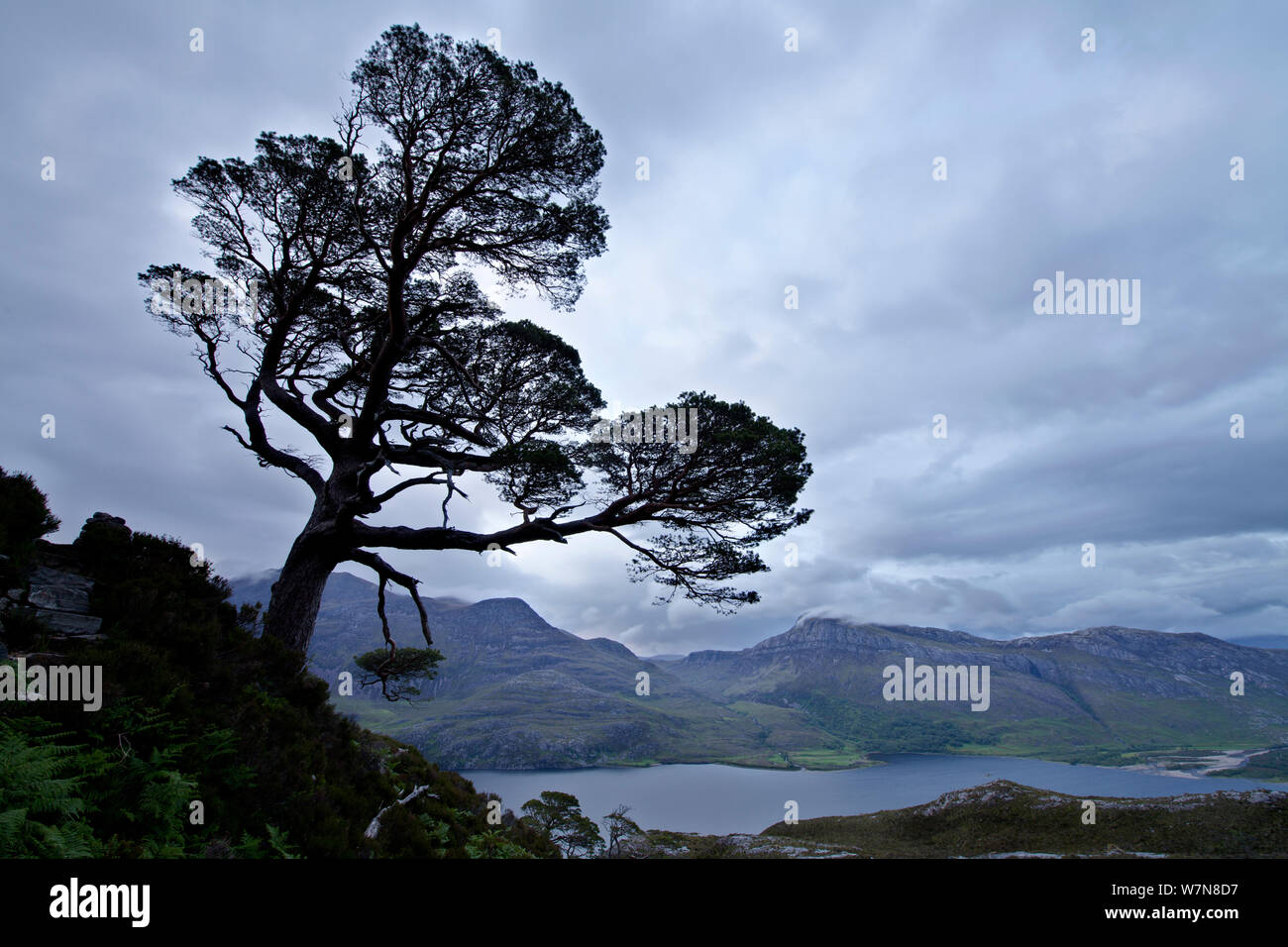 Beinn eighe scots pines hi-res stock photography and images - Alamy