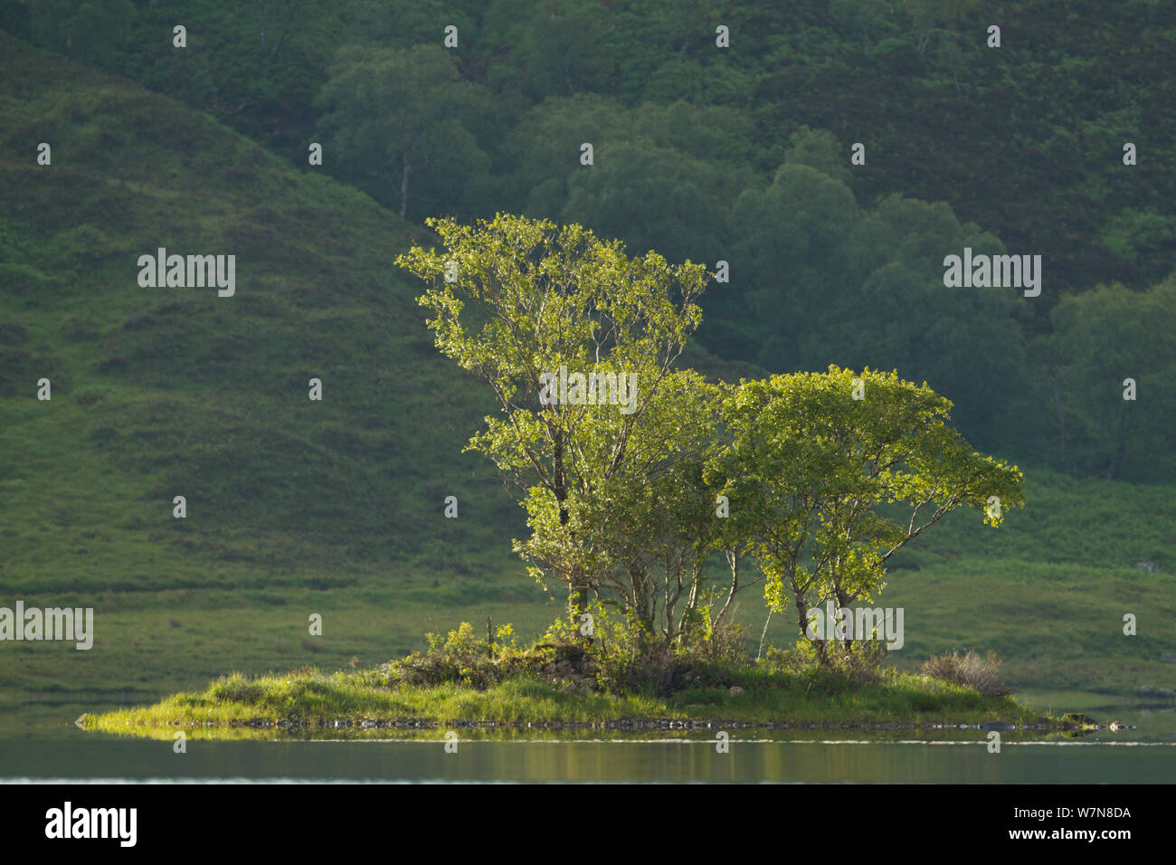 Silver birch (Betula pendula) trees in spring, Beinn Eighe National ...