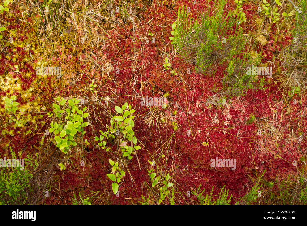 Sphagnum moss (Sphagnum) and Heather growing in pine woodland, Beinn ...
