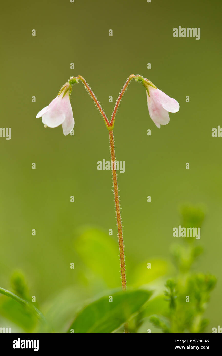 Twinflower (Linnaea borealis) in flower in pine woodland, Abernethy ...