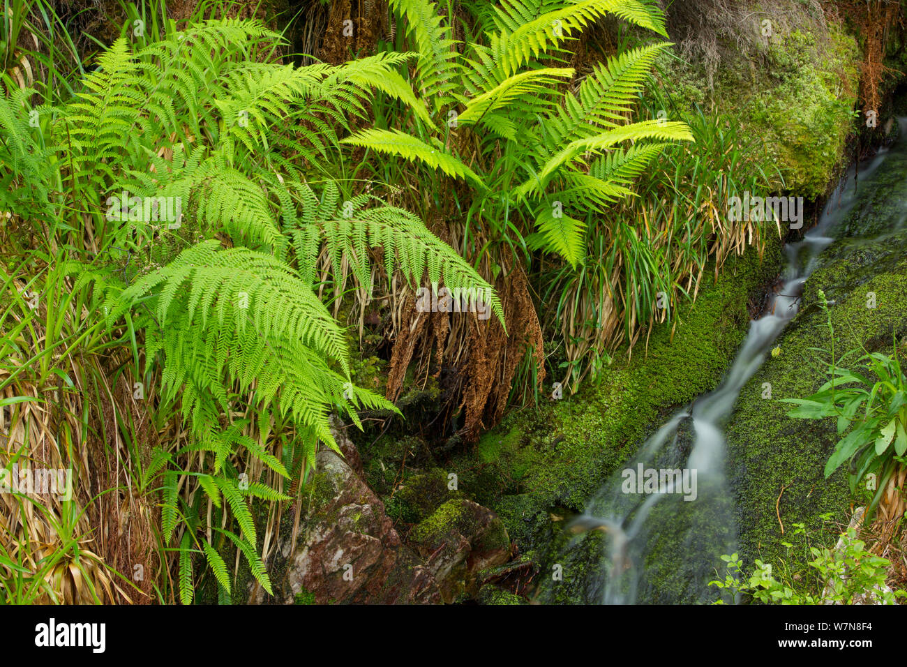 Ferns woodland scotland hi-res stock photography and images - Alamy