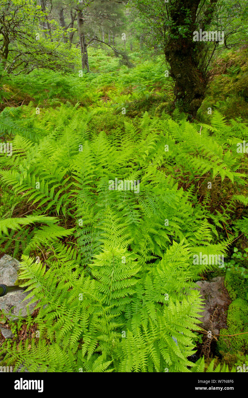 Ferns in woodland hi-res stock photography and images - Alamy