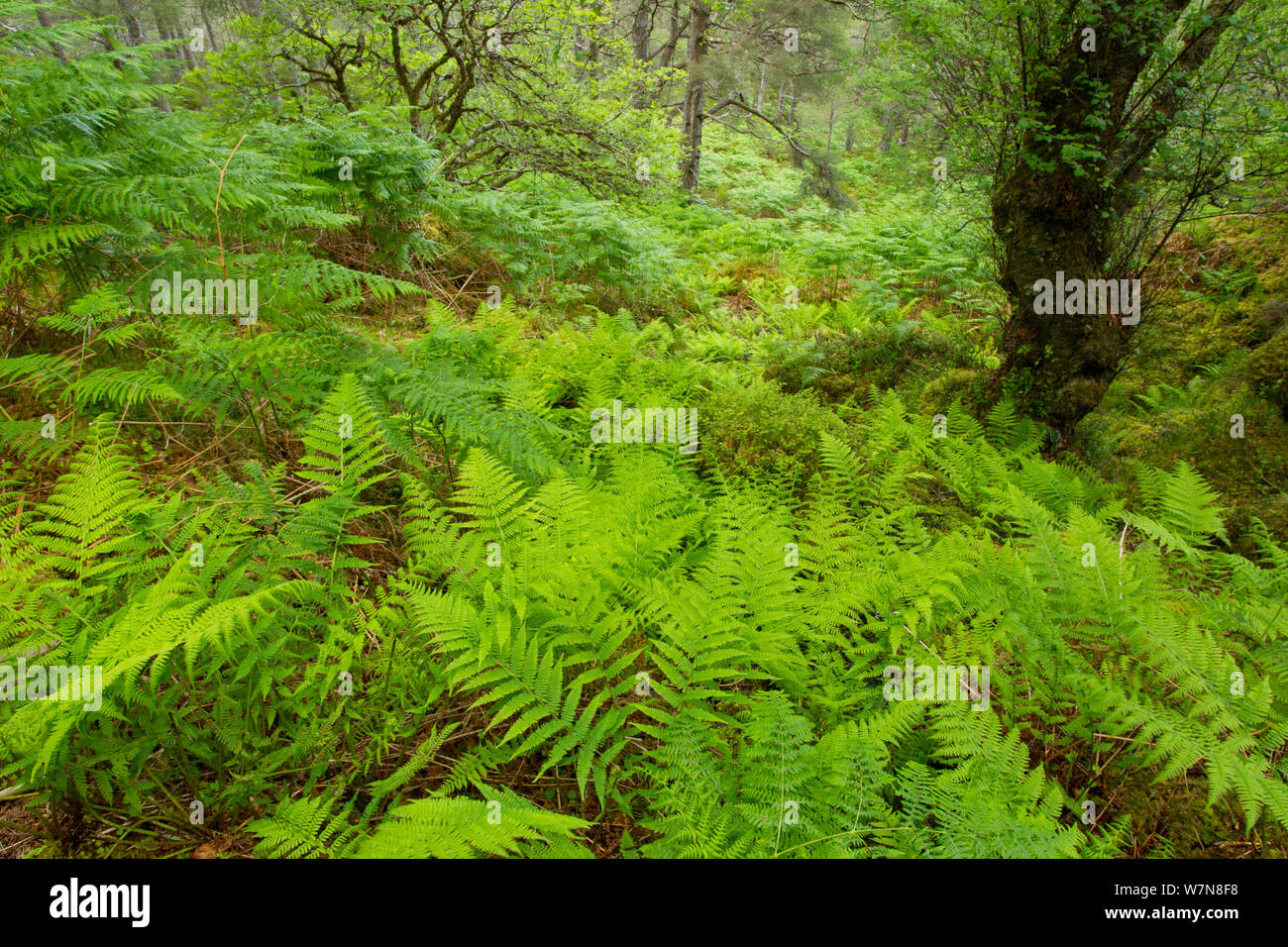 Ferns in woodland hi-res stock photography and images - Alamy