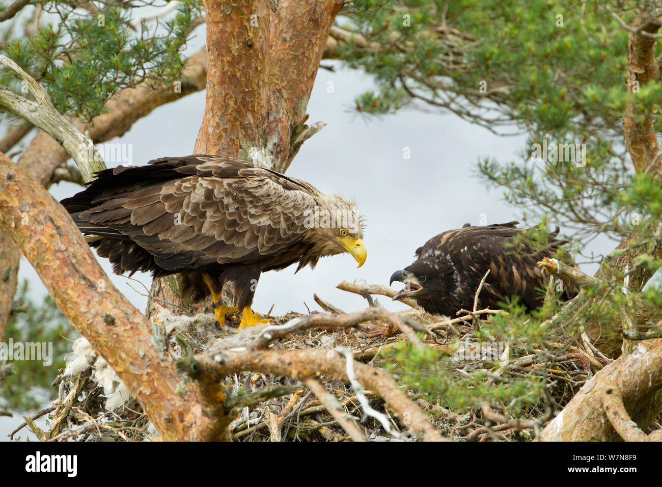 White-tailed sea eagle (Haliaeetus albicilla) parent bird at nest with ...