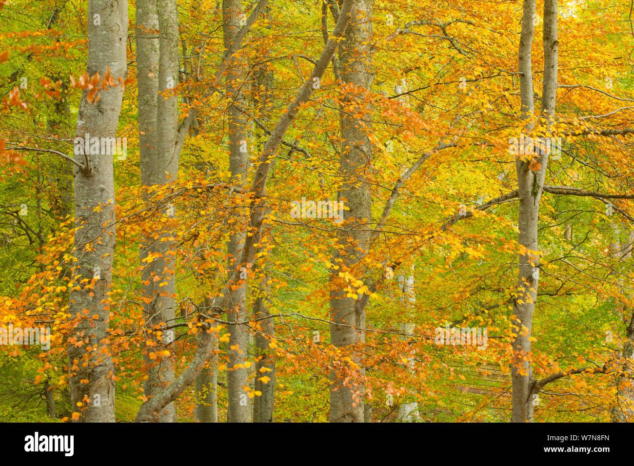 Common beech (Fagus sylvatica) woodland in autumn, Cairngorms National ...