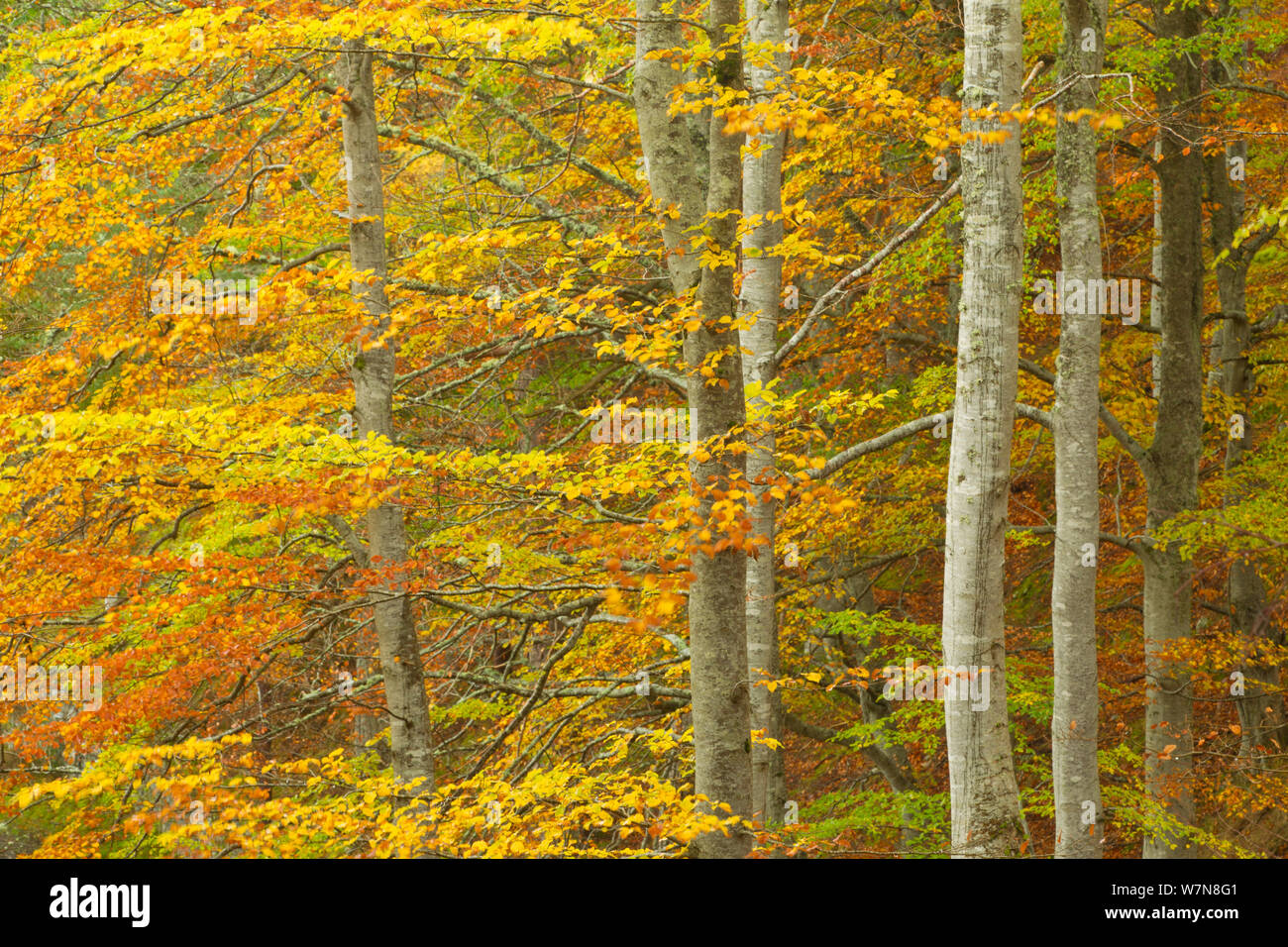 Deciduous woodlands in scotland hi-res stock photography and images - Alamy