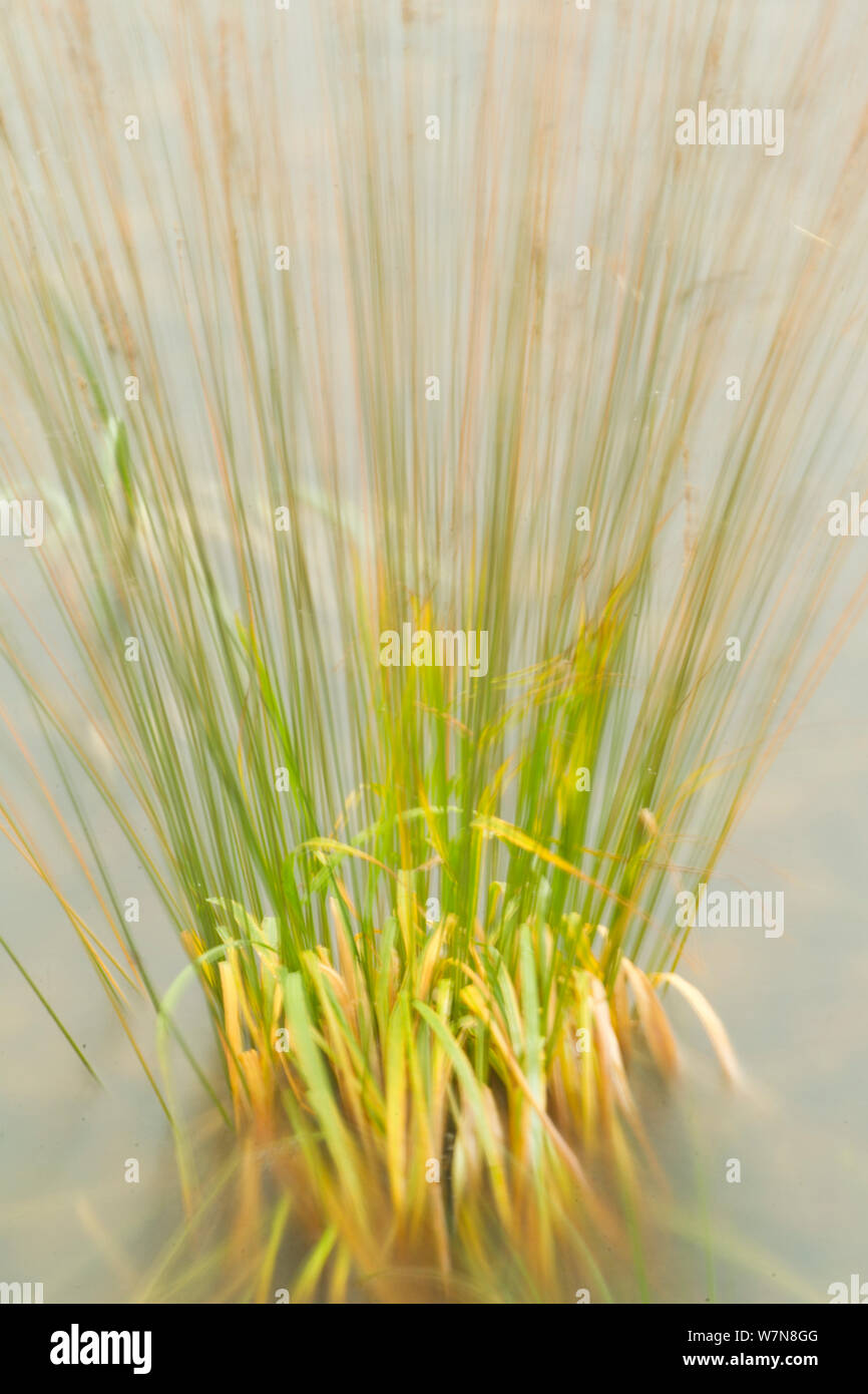 Grasses in wetland habitat, Cairngorms National Park, Scotland, UK ...