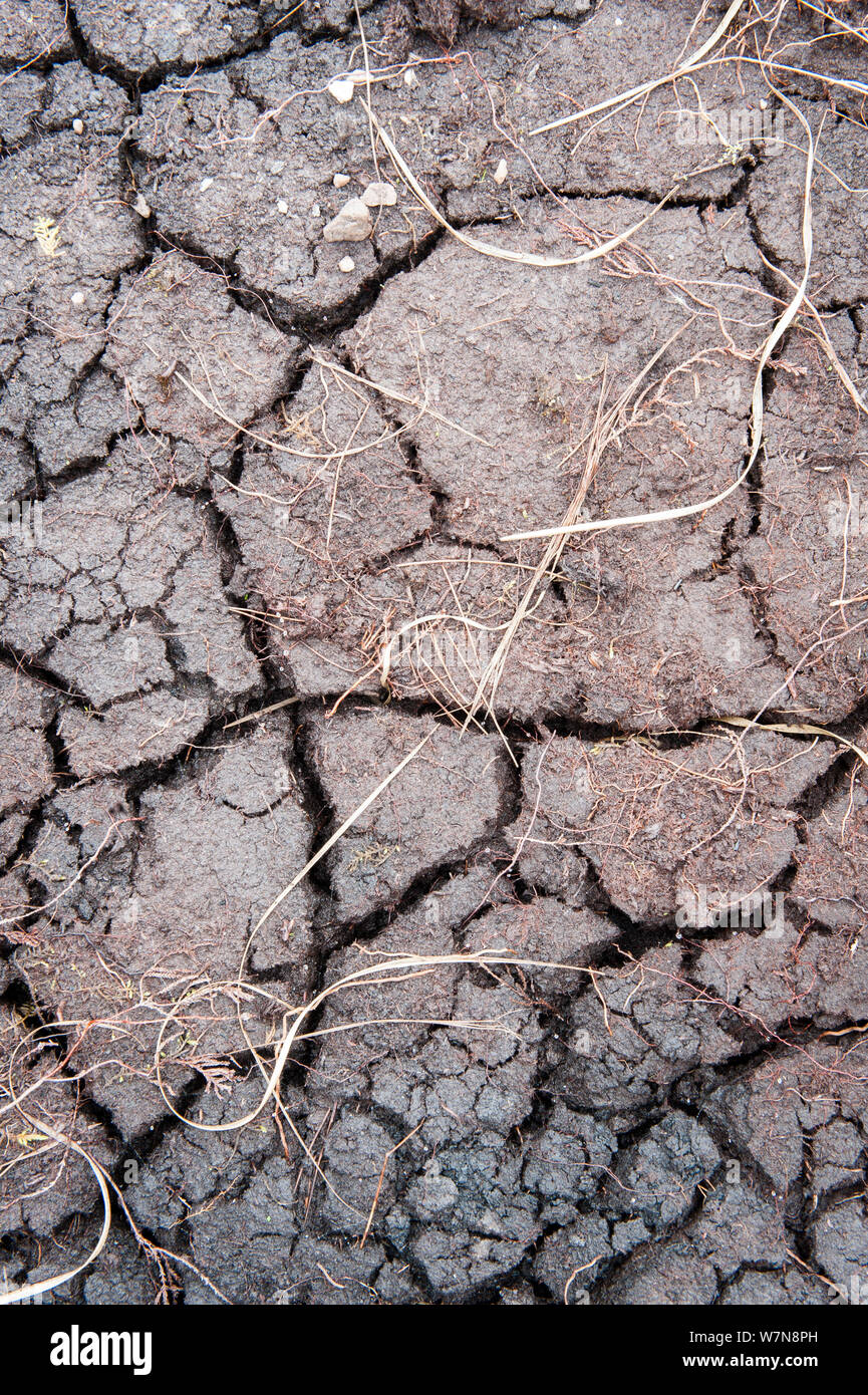 Dried out peat. Peatland Plus peatland restoration work, Sutherland ...