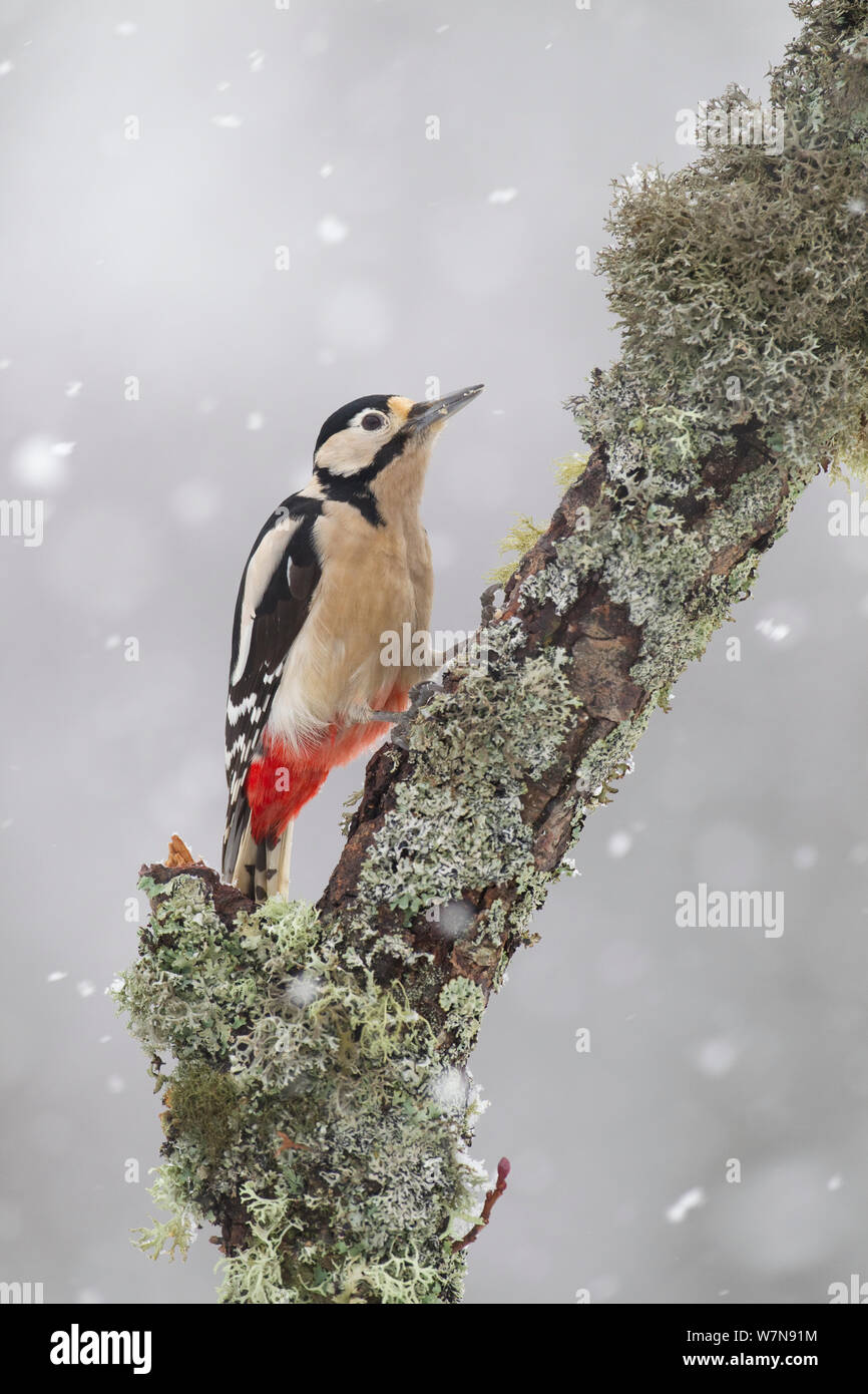 Great spotted woodpeckers scotland hi-res stock photography and images ...