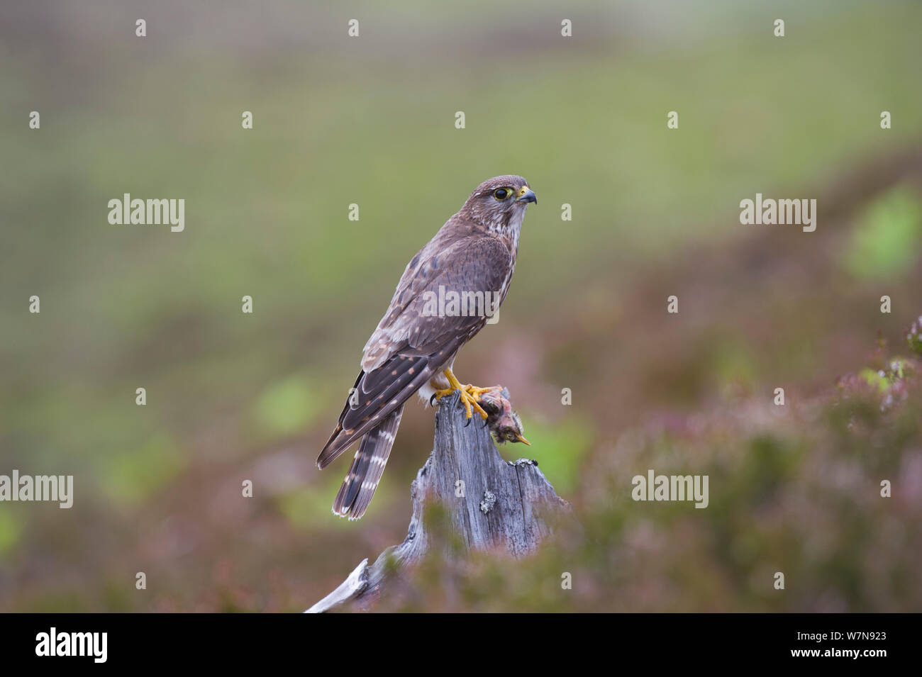Merlin (Falco columbarius) female on perch with Meadow Pipit chick prey ...