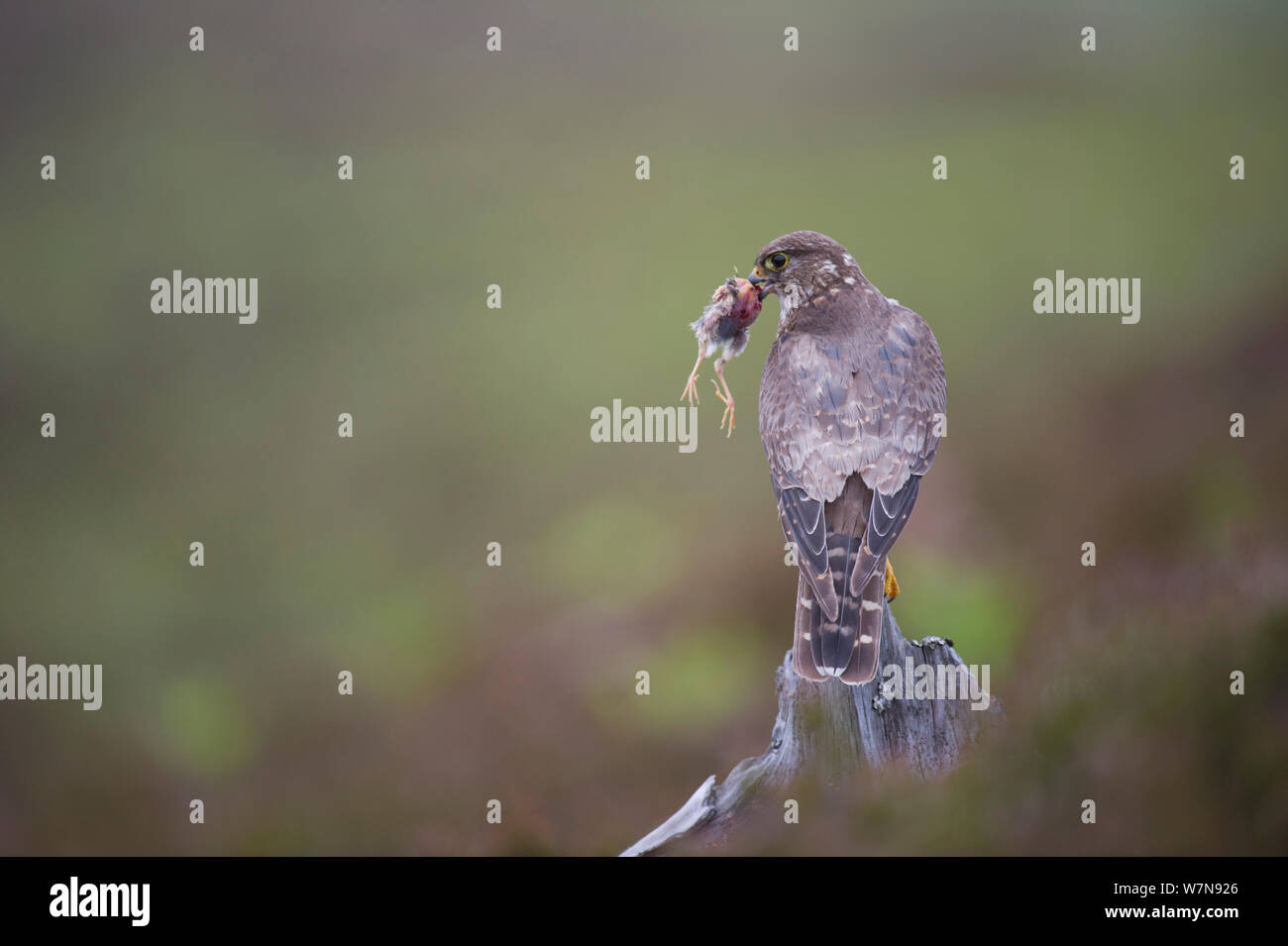 Merlin (Falco columbarius) female on perch with Meadow Pipit chick prey ...