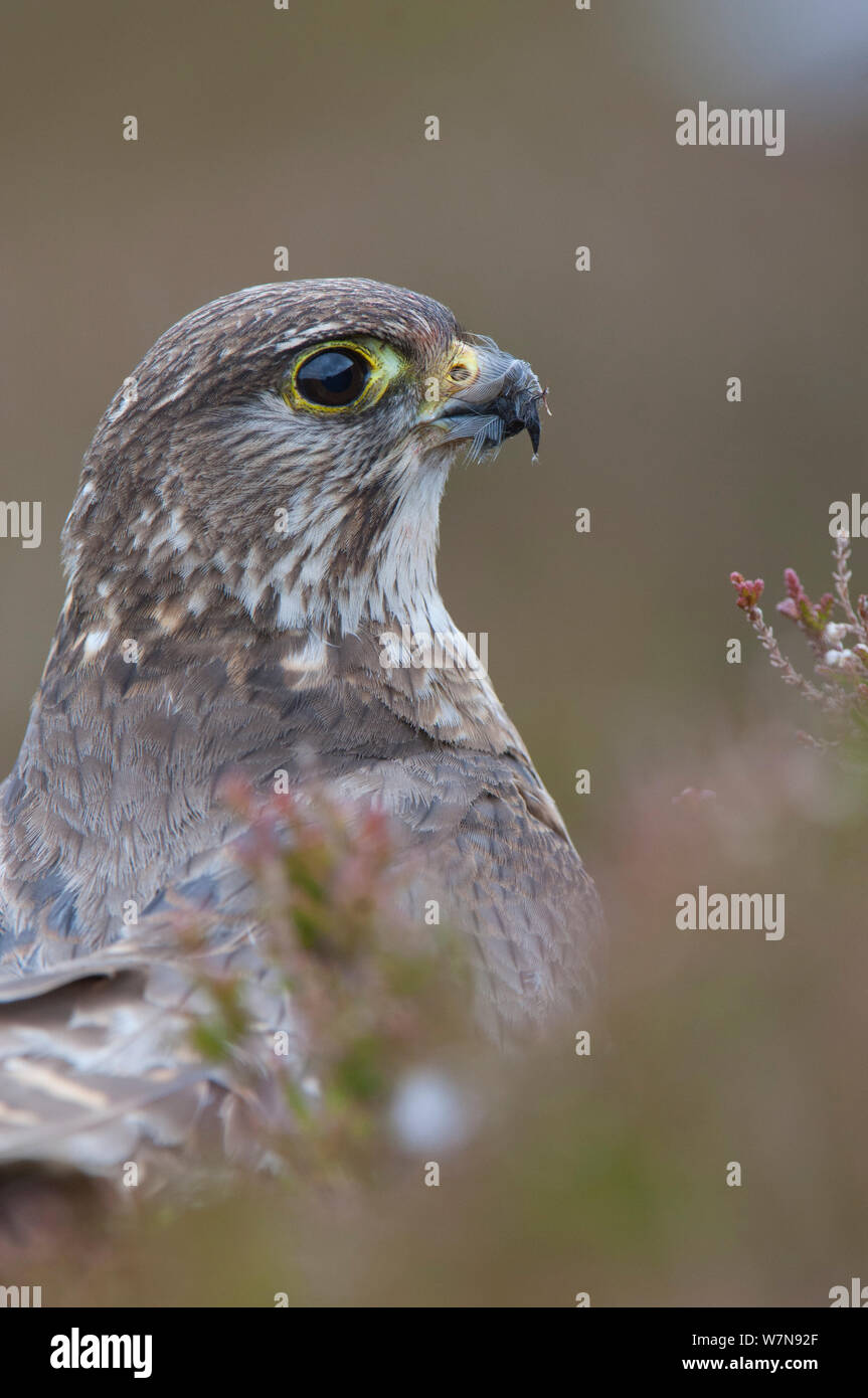 Female Merlin (Falco columbarius) portrait. Sutherland, Scotland, June ...