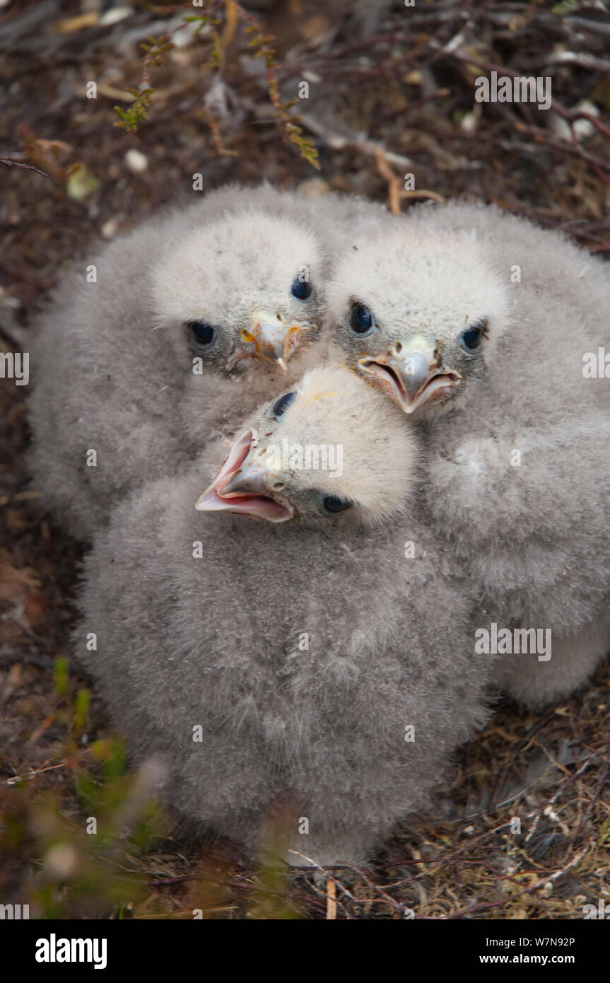 Merlin (Falco columbarius) chicks at nest site. Sutherland, Scotland ...