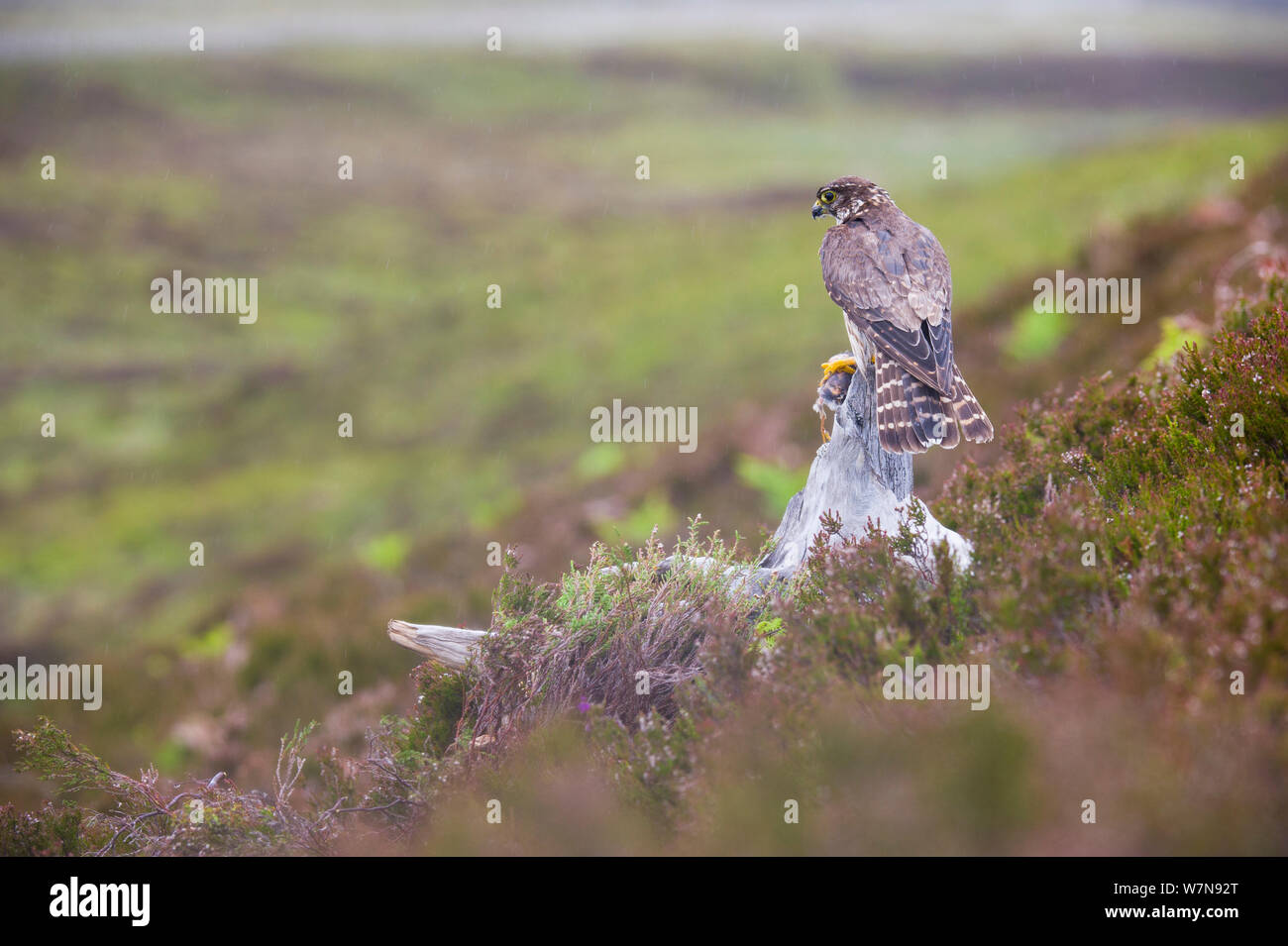 Merlin (Falco columbarius) female on perch with Meadow Pipit chick prey ...