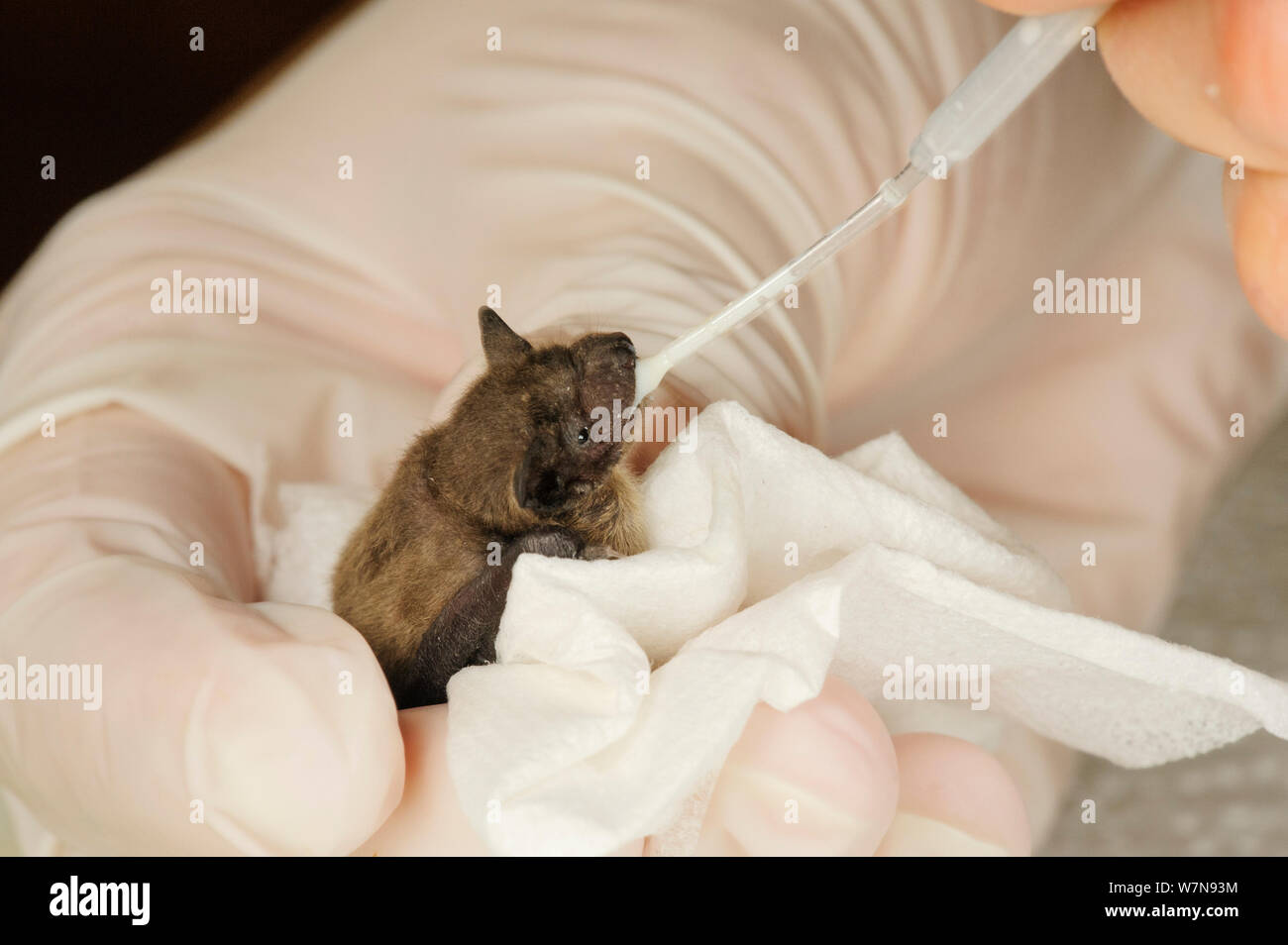 Nathusius’ pipistrelle uk hi-res stock photography and images - Alamy