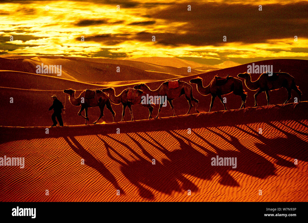 --FILE--Camels walk through the Tengger desert in north China's Inner ...