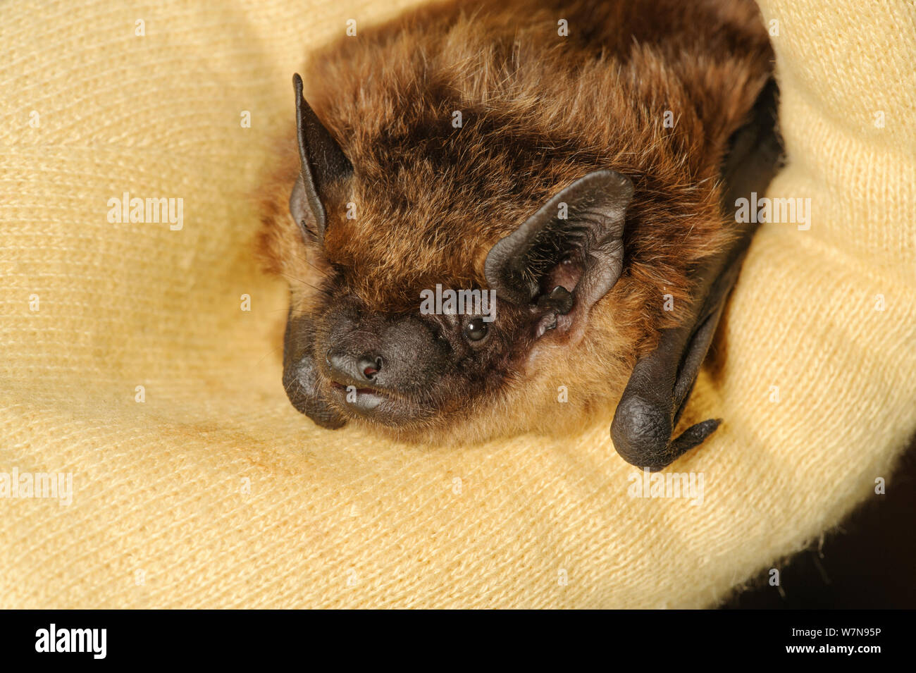 Serotine Bats High Resolution Stock Photography and Images - Alamy