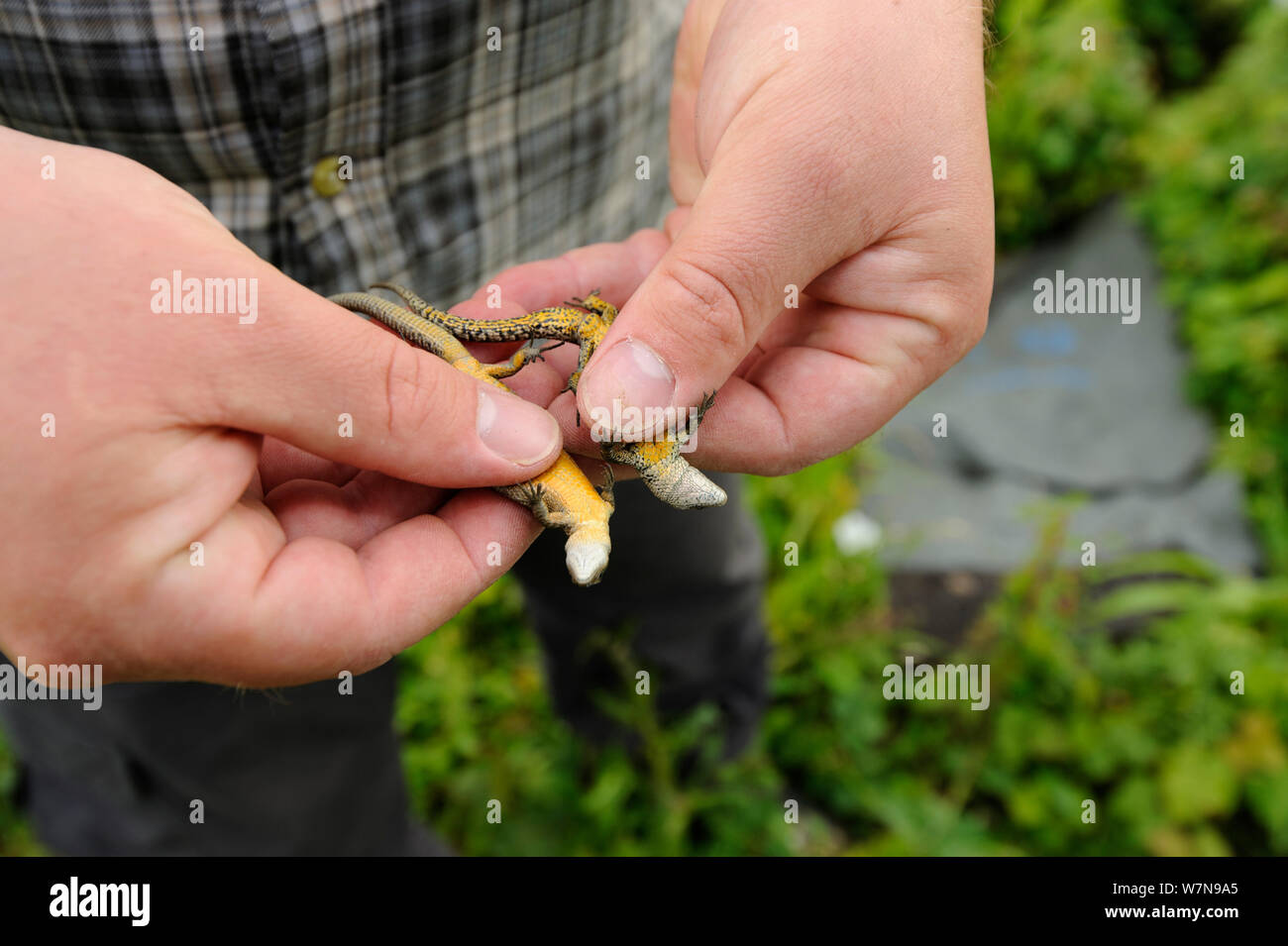 Common lizards hi-res stock photography and images - Alamy