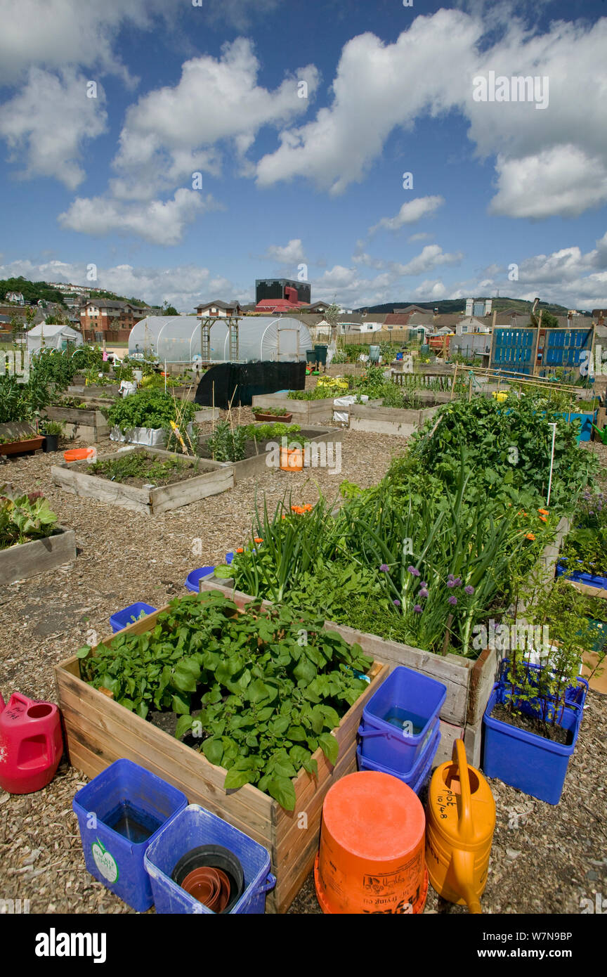 Numerous raised beds (over 100 in all) on former football pitch - Vetch ...