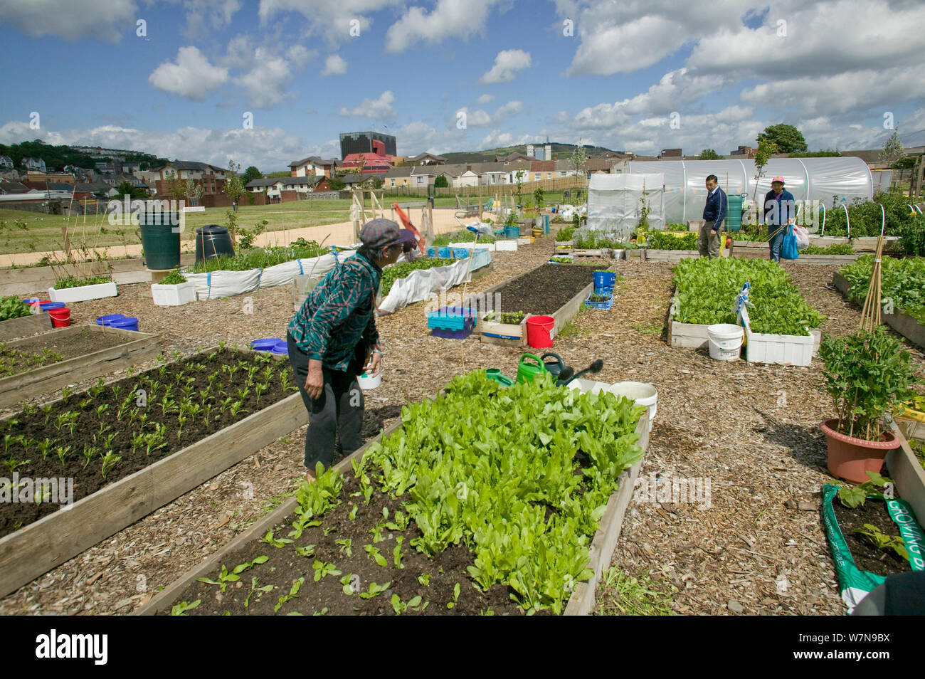 Uk allotments hi-res stock photography and images - Alamy