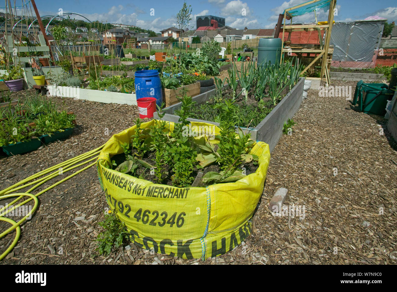 Raised bed made out of sacking, on former football pitch - Vetch field ...
