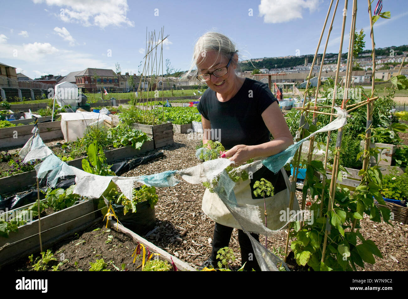 Organiser of community allotment with prayer flags as crop scarer on ...