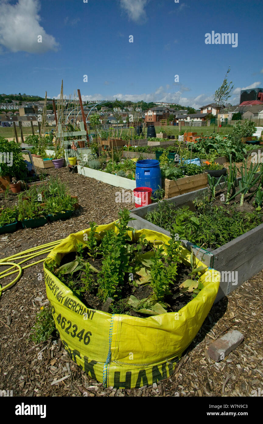 Raised bed made out of sacking, on former football pitch - Vetch field ...