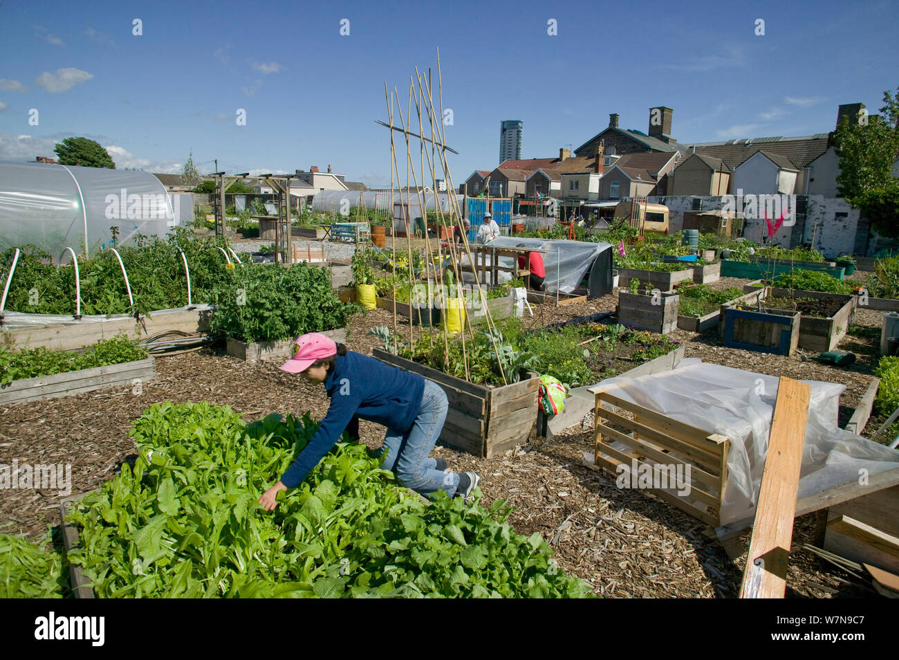 Community member cultivating lettuce and harvesting raised bed on ...