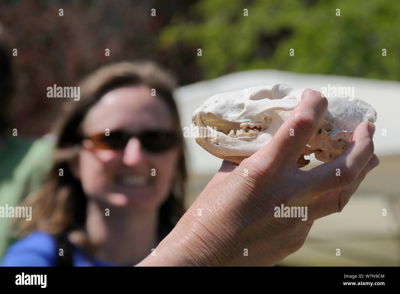 Badger skull meles meles hi-res stock photography and images - Alamy