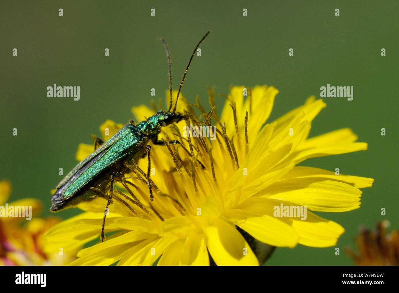 Pollination by beetles hi-res stock photography and images - Alamy
