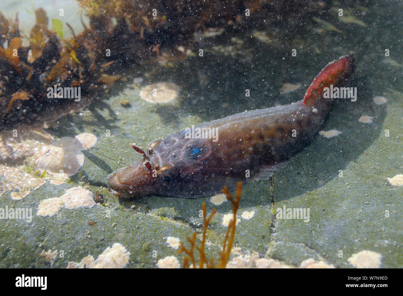Underwater suction hi-res stock photography and images - Alamy