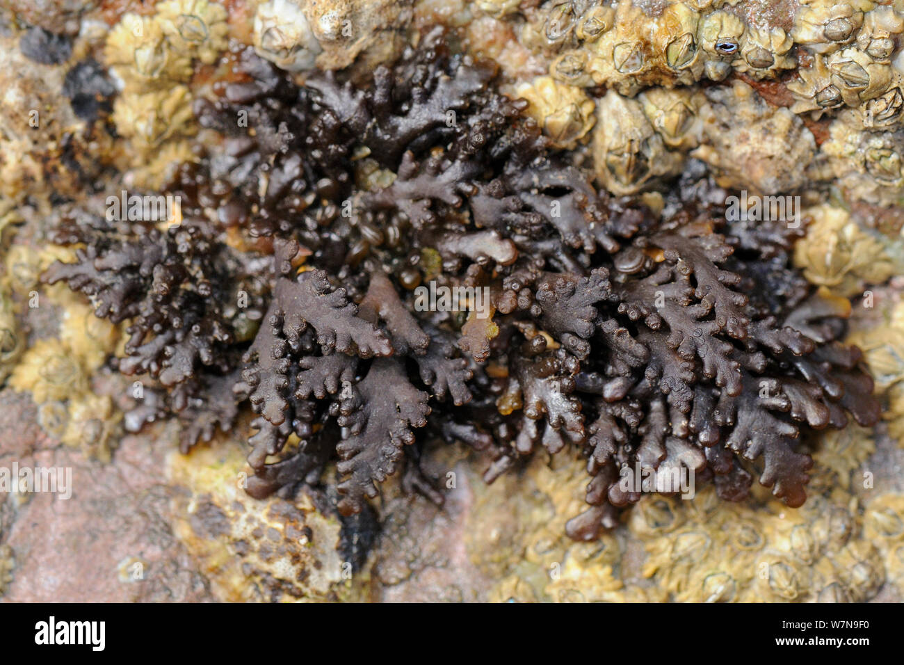 Pepper Dulse red algae (Osmundea / Laurencia pinnatifida) growing on ...