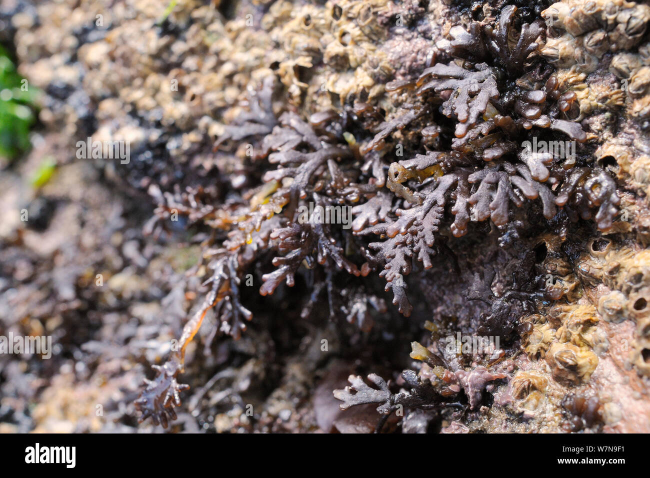 Pepper dulse hi-res stock photography and images - Alamy