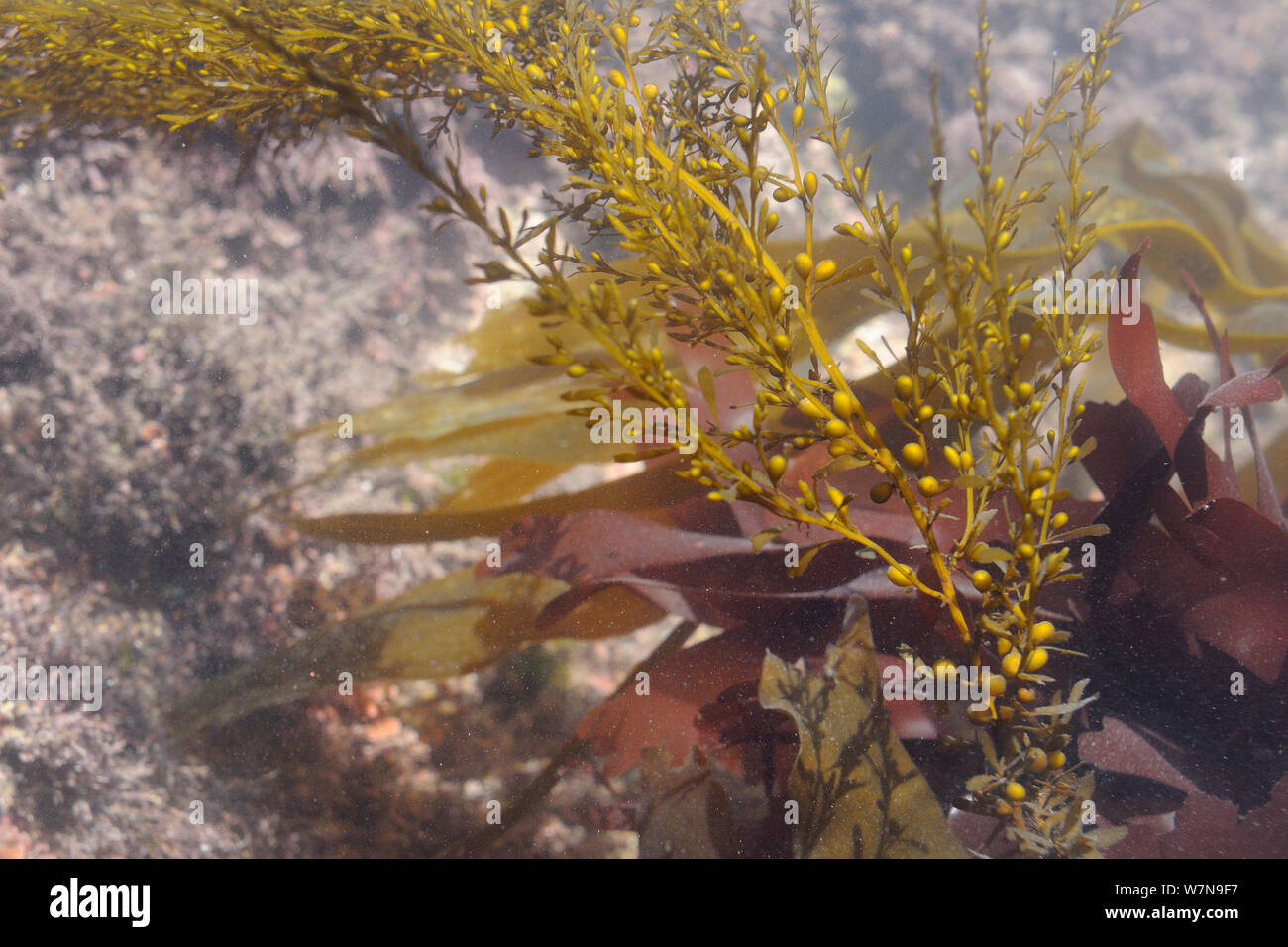 Sargassum plants hi-res stock photography and images - Alamy