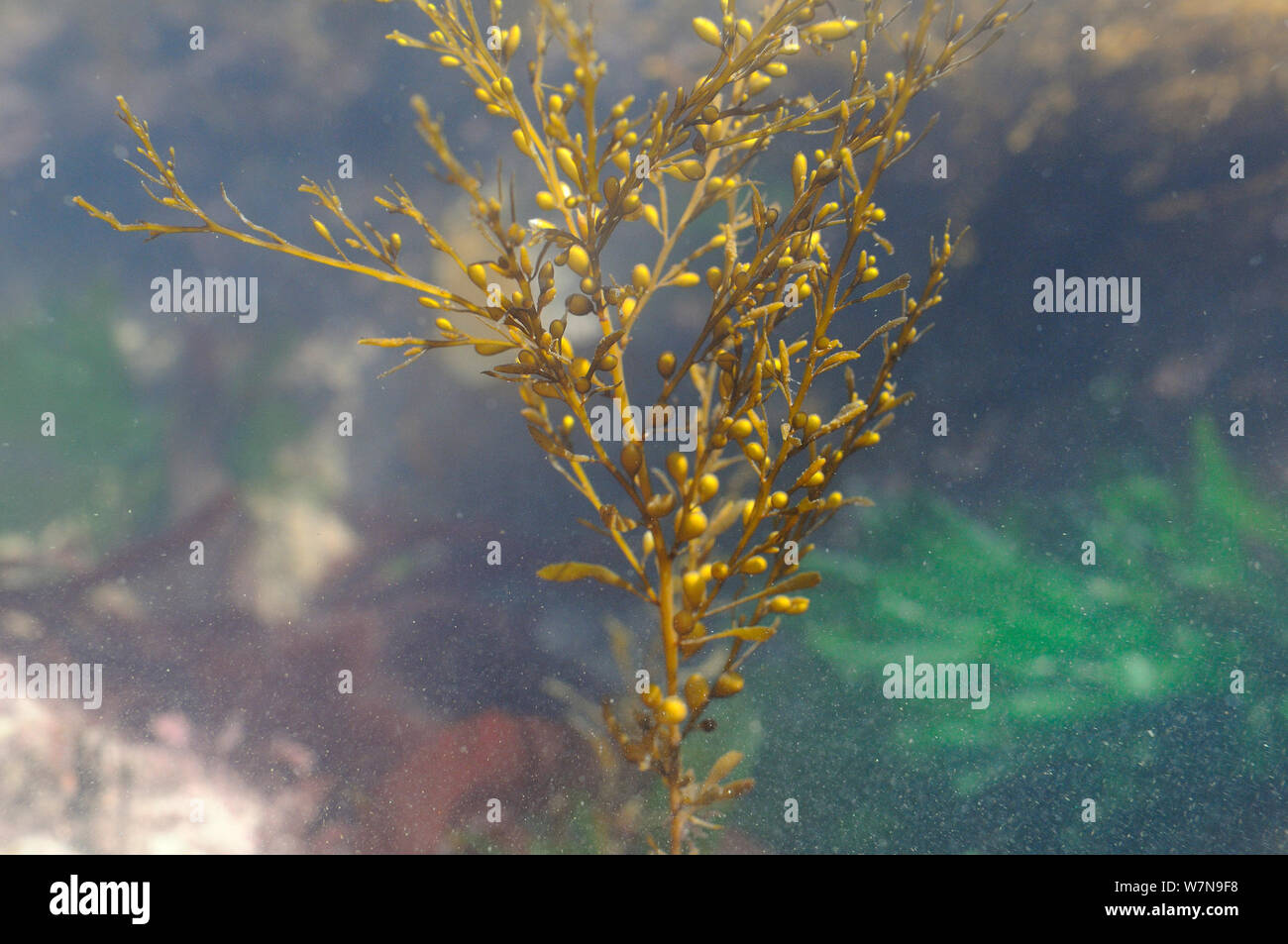 Invasive species weed hi-res stock photography and images - Alamy