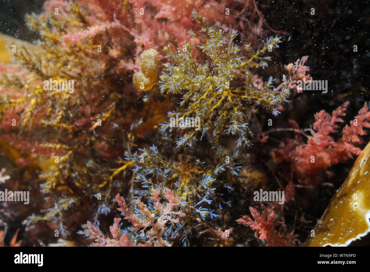 Bushy rainbow wrack (Cystoseira tamariscifolia) with blue iridescent ...