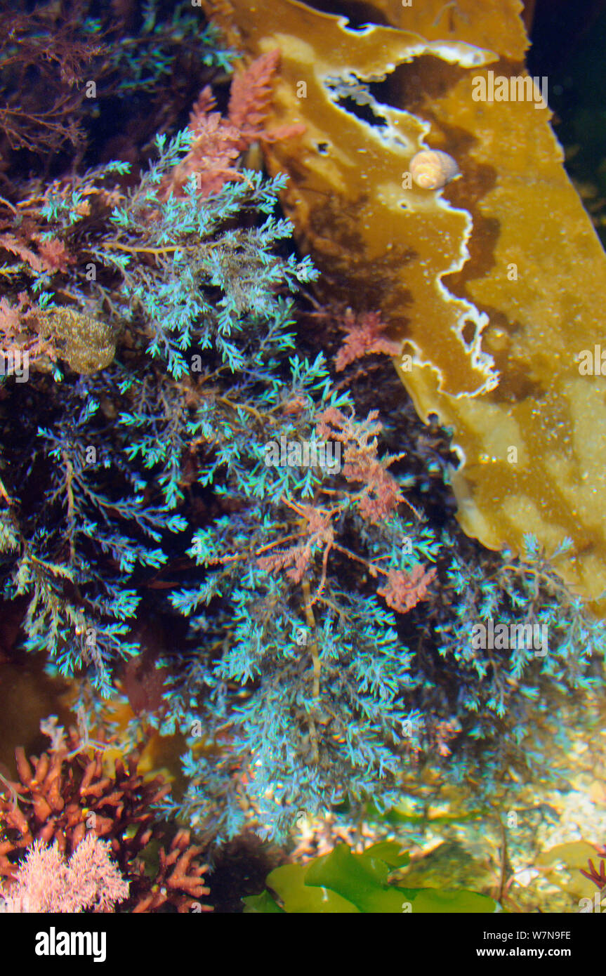 Iridescent algae hi-res stock photography and images - Alamy