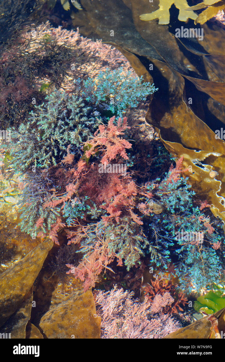 Iridescent algae hi-res stock photography and images - Alamy