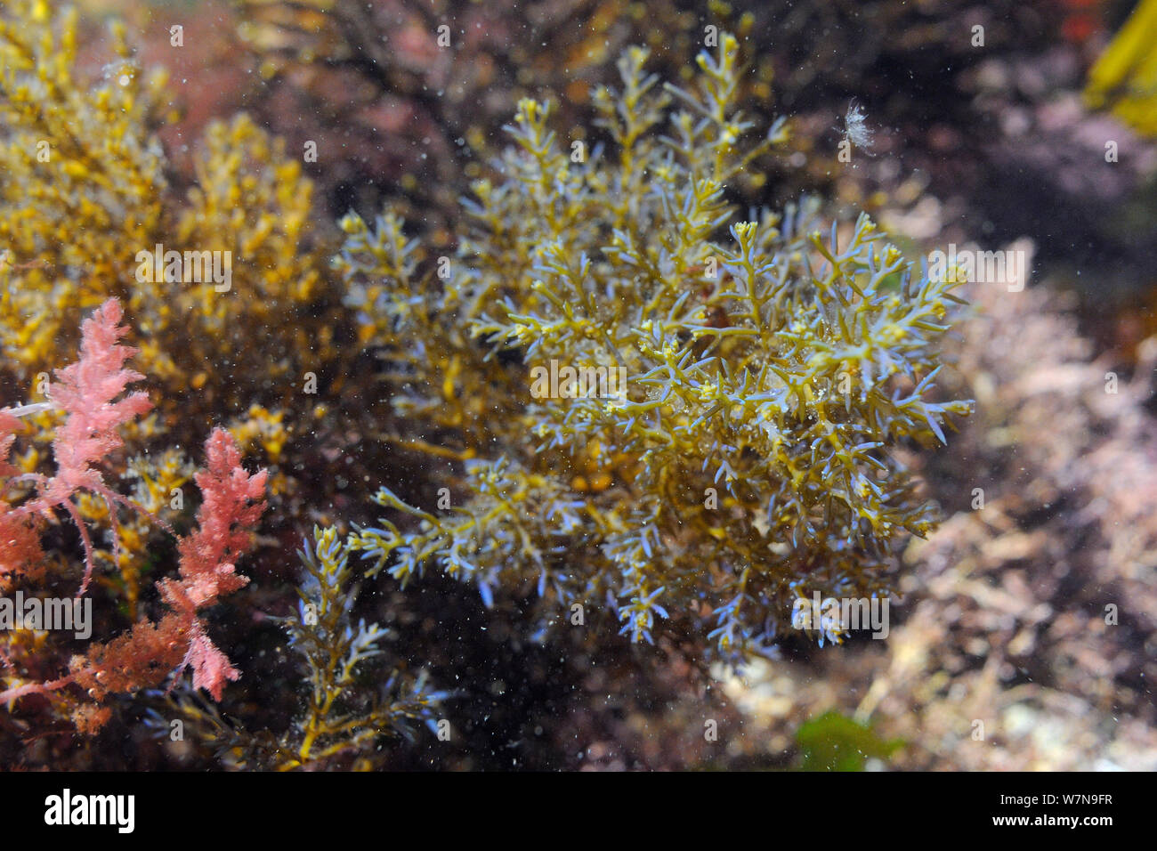 Iridescent algae hi-res stock photography and images - Alamy