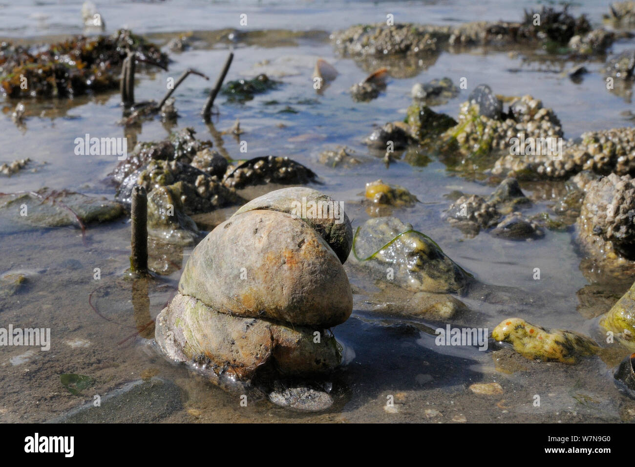 Invasive marine pests hi-res stock photography and images - Alamy
